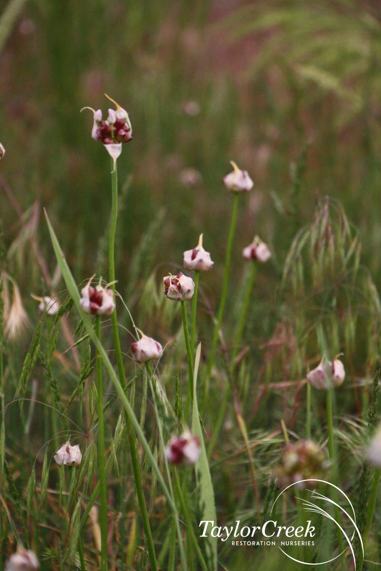 Wild garlic (Allium canadense) - Taylor Creek Restoration Nurseries