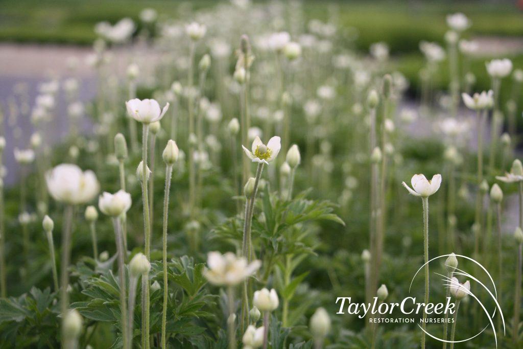 Tall/Virginia anemone (Anemone virginiana) - Taylor Creek Restoration Nurseries