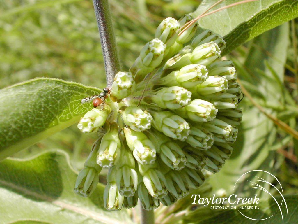 Green milkweed (Asclepias viridiflora) - Taylor Creek Restoration Nurseries