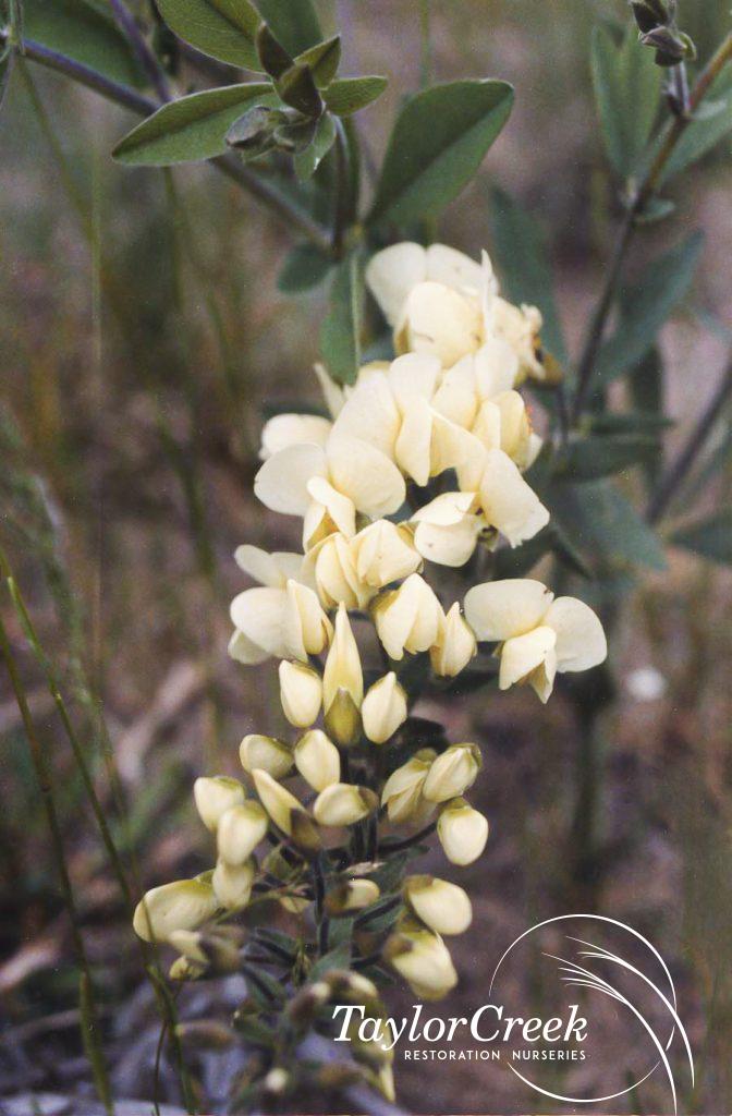 Cream wild indigo (Baptisia bracteata) - Taylor Creek Restoration Nurseries