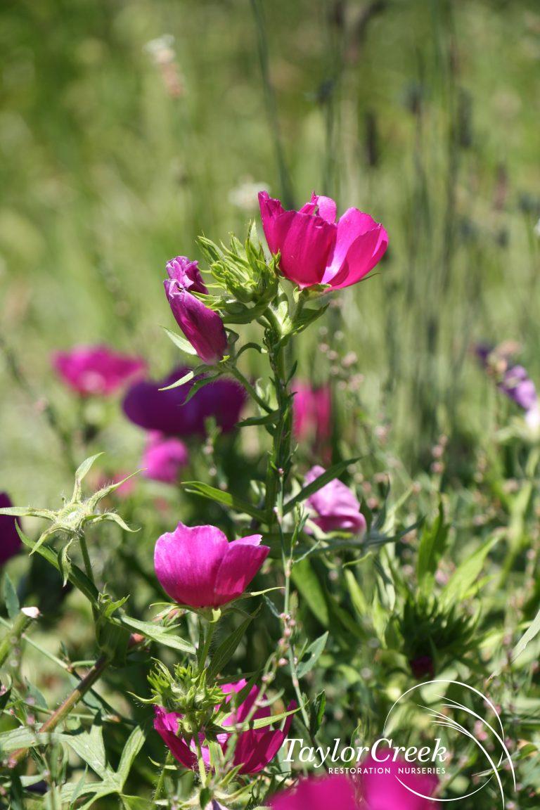 Purple poppy mallow (Callirhoe involucrata) - Taylor Creek Restoration ...