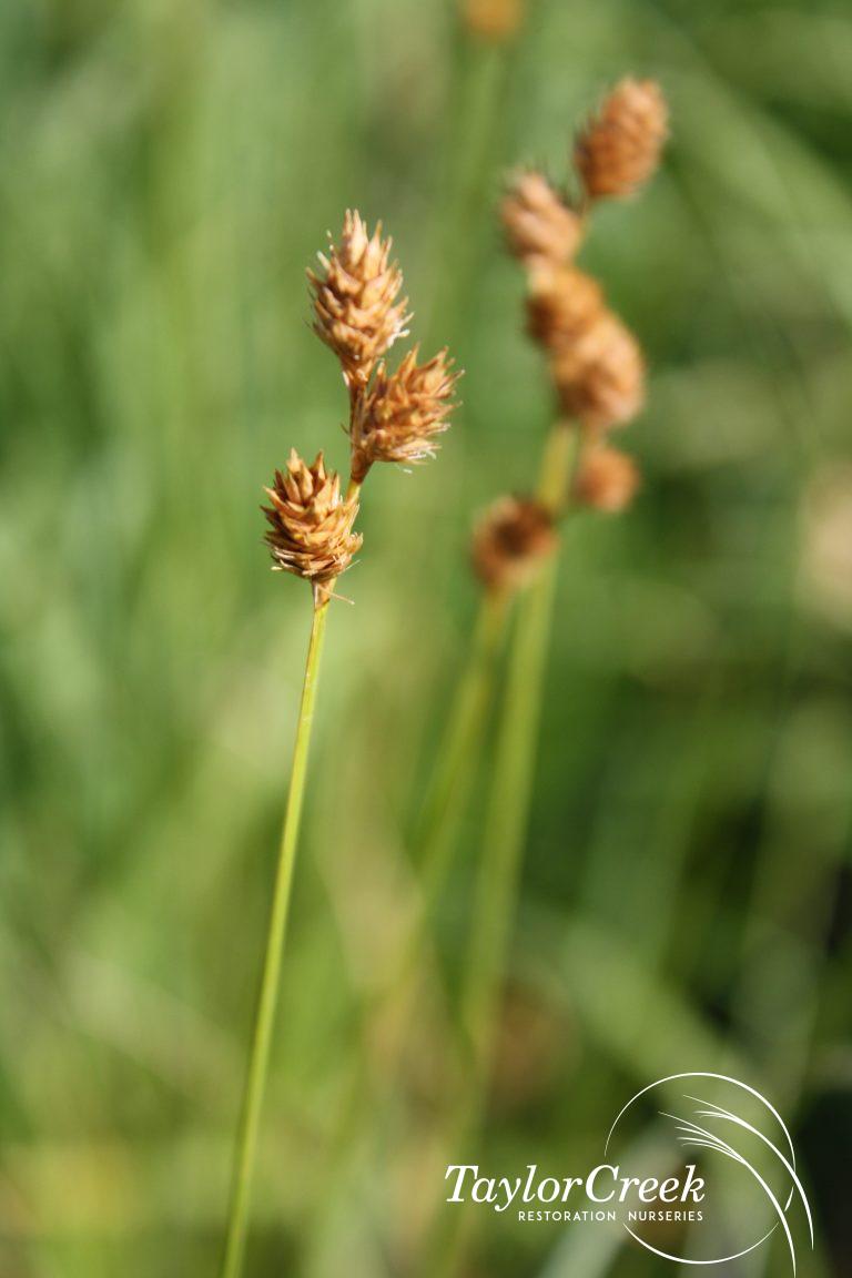 Fescue sedge (Carex brevior) - Taylor Creek Restoration Nurseries