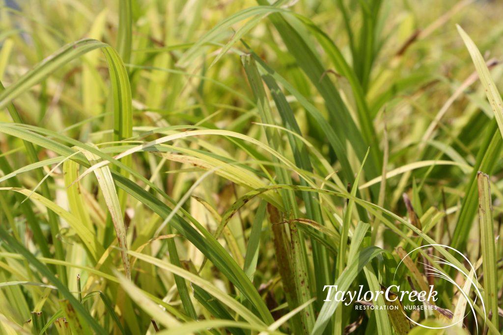 Graceful sedge (Carex gracillima) - Taylor Creek Restoration Nurseries