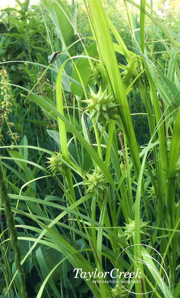 Common bur sedge (Carex grayii) - Taylor Creek Restoration Nurseries