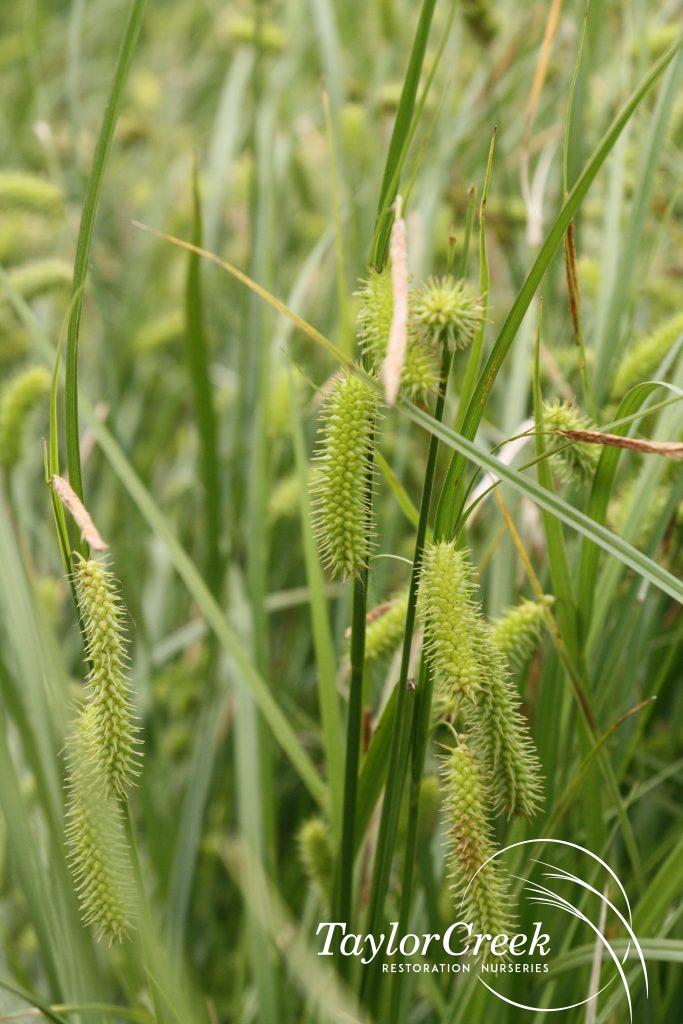 Bottlebrush sedge (Carex hystericina) - Taylor Creek Restoration Nurseries