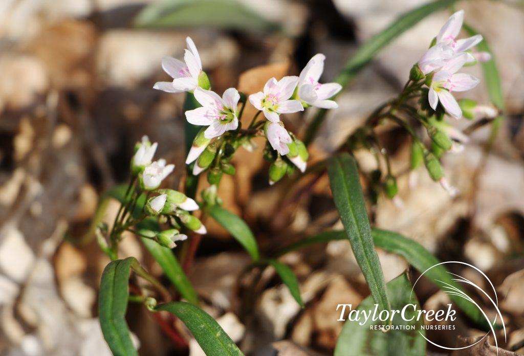 Spring beauty (Claytonia virginica) - Taylor Creek Restoration Nurseries