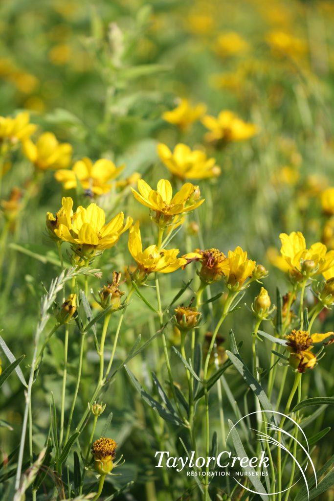 Prairie coreopsis (Coreopsis palmata) - Taylor Creek Restoration Nurseries