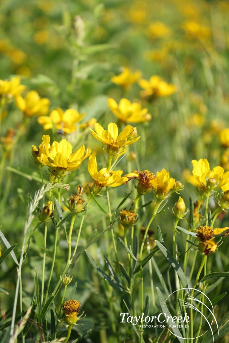 Prairie coreopsis (Coreopsis palmata) - Taylor Creek Restoration Nurseries