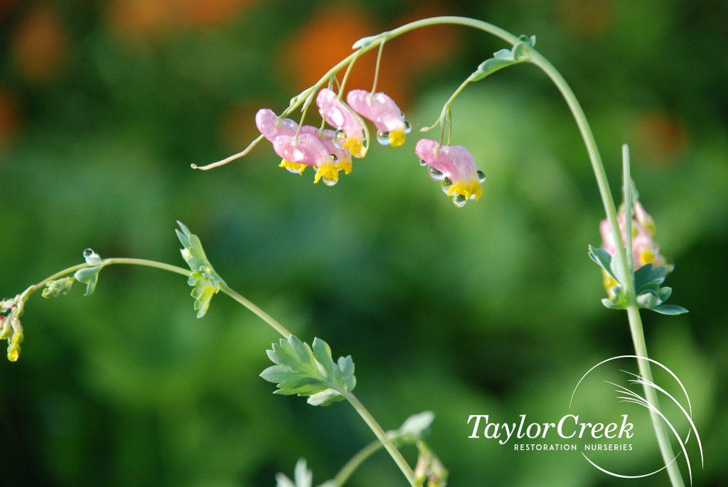 Rock Harlequin (Corydalis sempervirens) - Taylor Creek Restoration ...