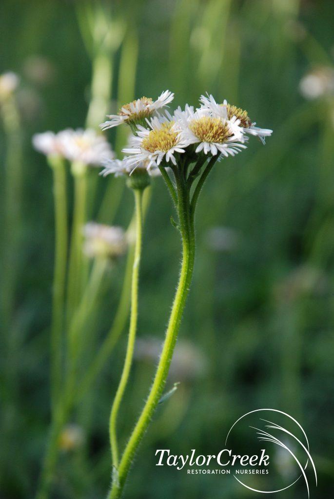 Robin's Plantain (Erigeron pulchellus) - Taylor Creek Restoration Nurseries