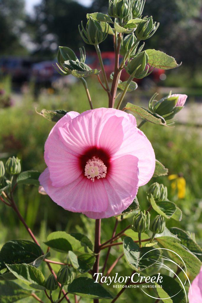 Halberd-leaf rose mallow (Hibiscus laevis) - Taylor Creek Restoration ...