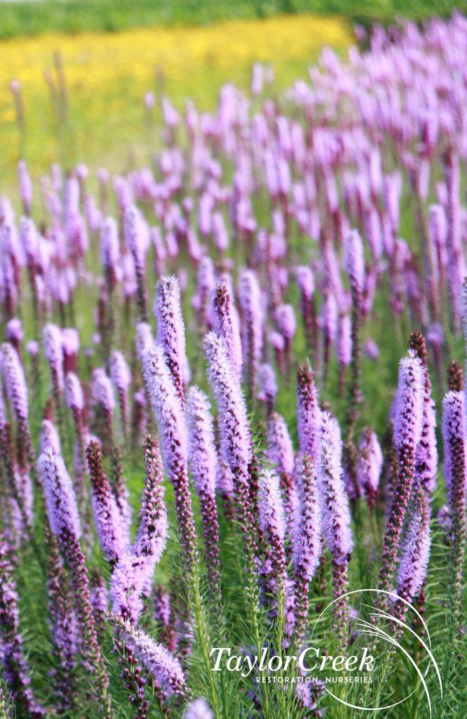 Prairie blazing star (Liatris pycnostachya) - Taylor Creek Restoration ...