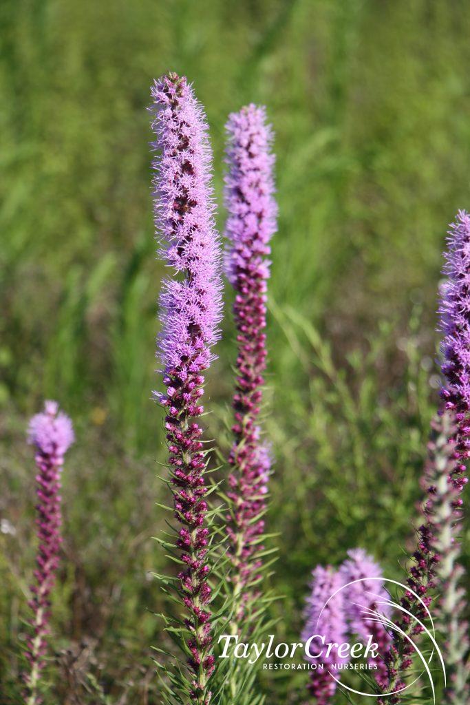 Marsh blazing star (Liatris spicata) - Taylor Creek Restoration Nurseries