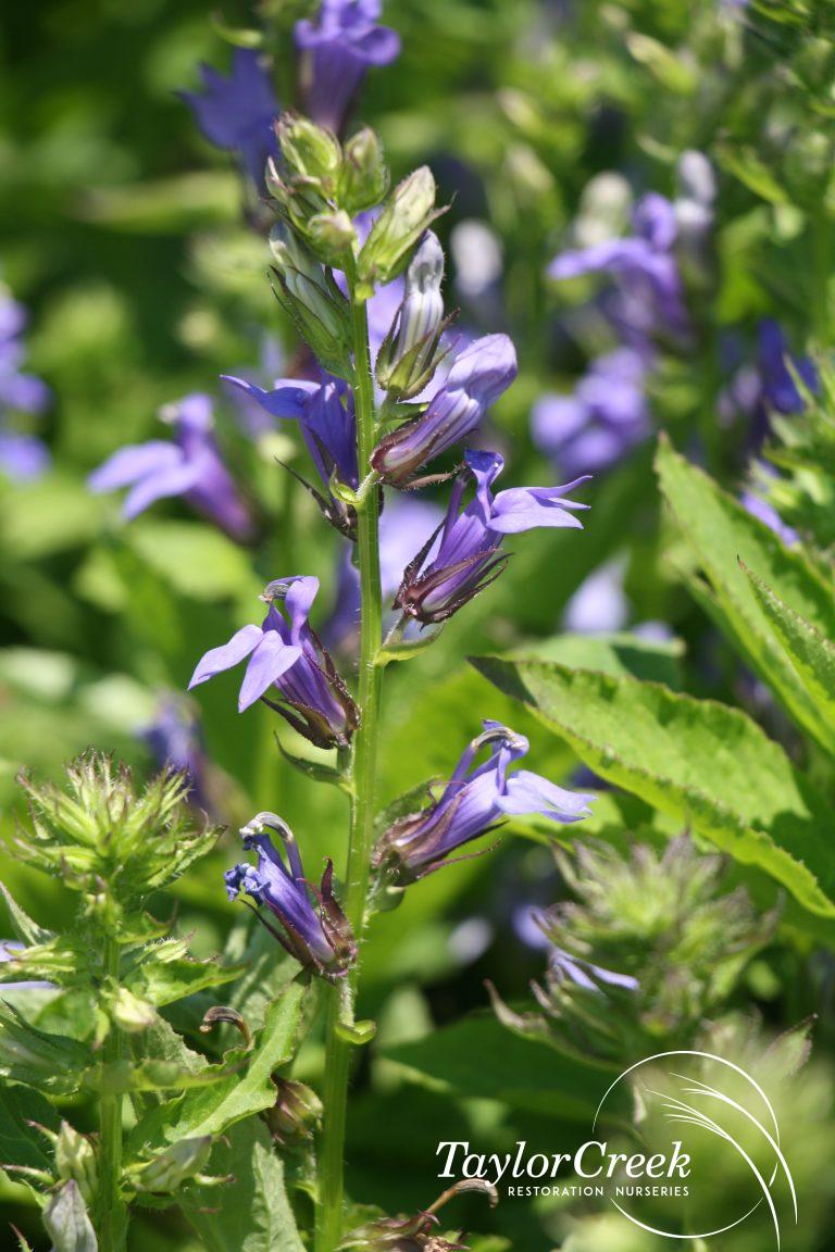 Great blue lobelia (Lobelia siphilitica) - Taylor Creek Restoration ...