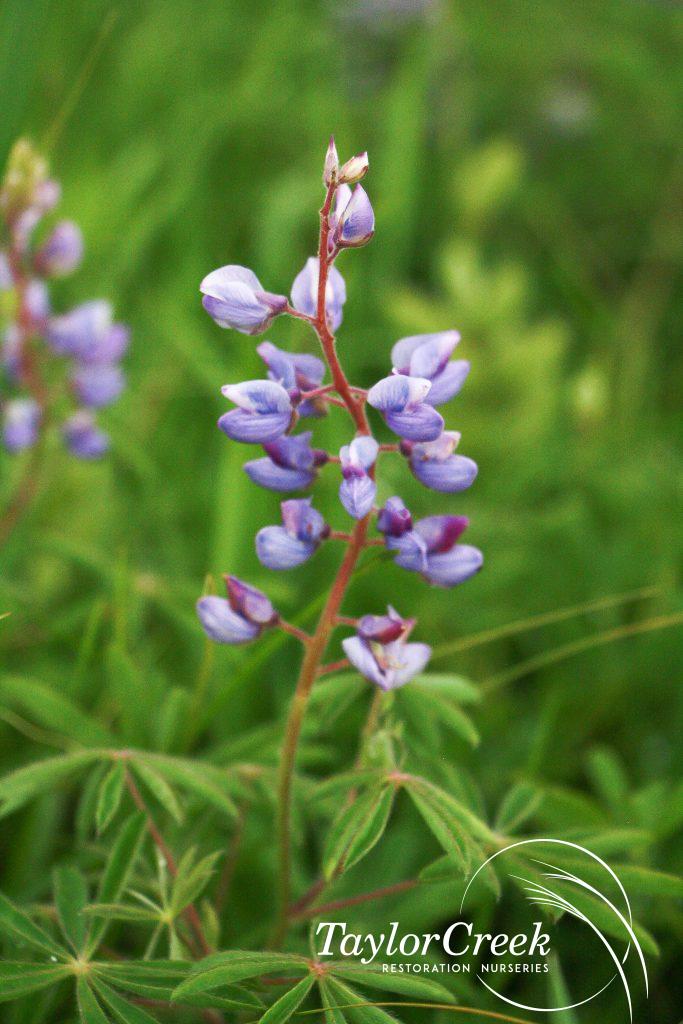 Wild lupine (Lupinus perennis) - Taylor Creek Restoration Nurseries