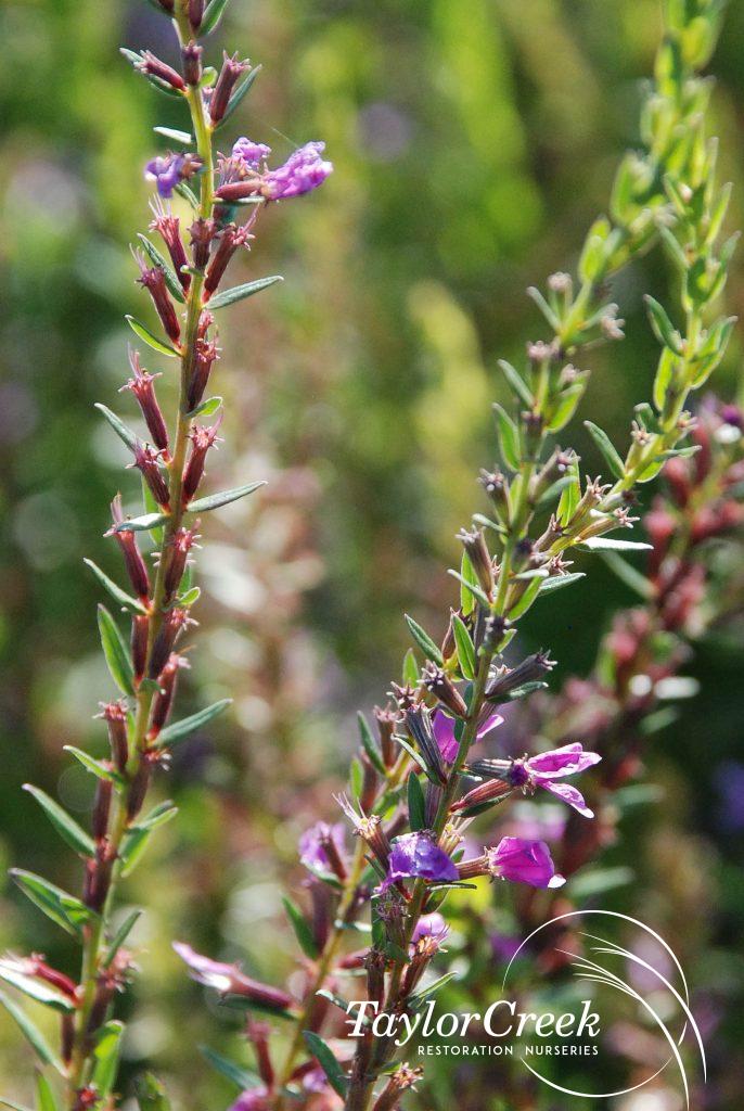 Winged loosestrife (Lythrum alatum) - Taylor Creek Restoration Nurseries