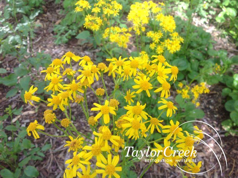 Roundleaf ragwort (Packera obovata) - Taylor Creek Restoration Nurseries