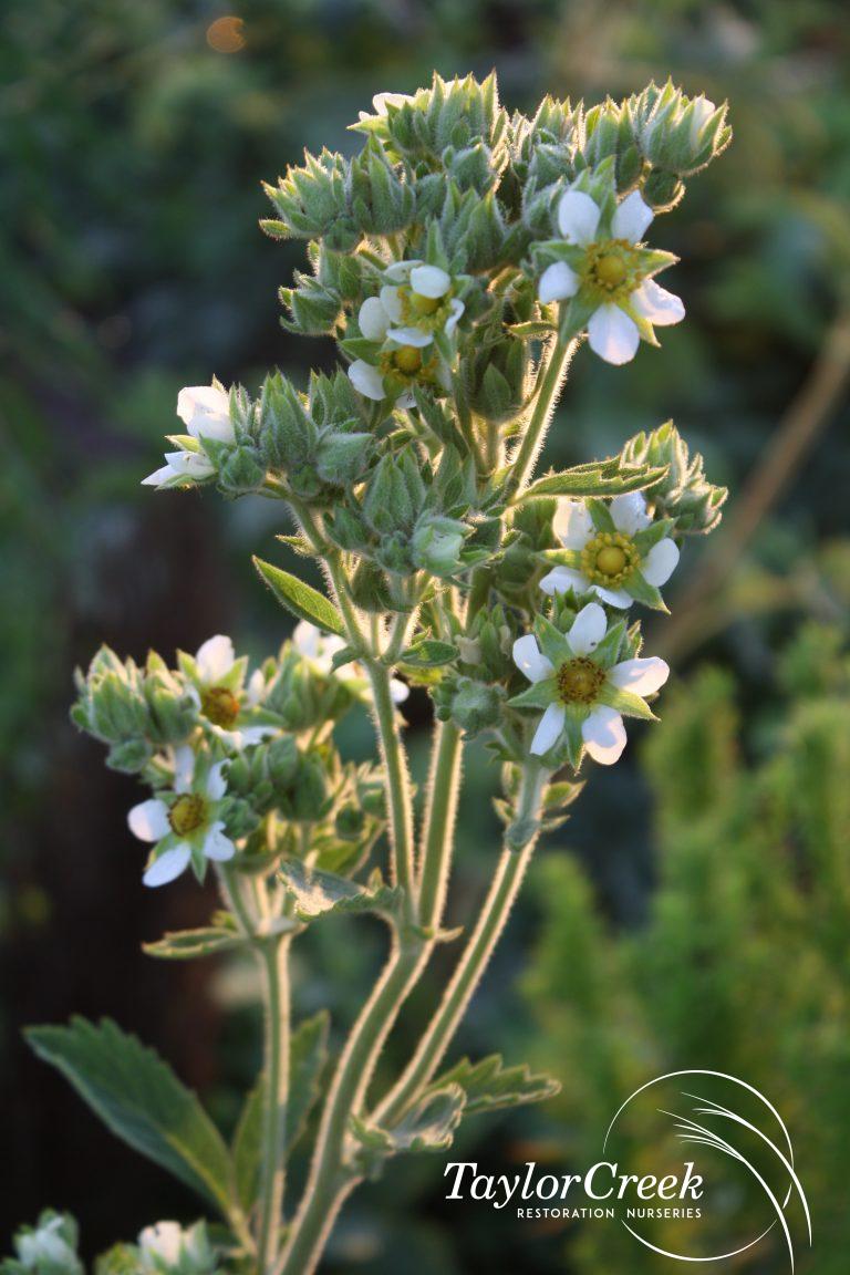 Prairie cinquefoil (Potentilla arguta) - Taylor Creek Restoration Nurseries
