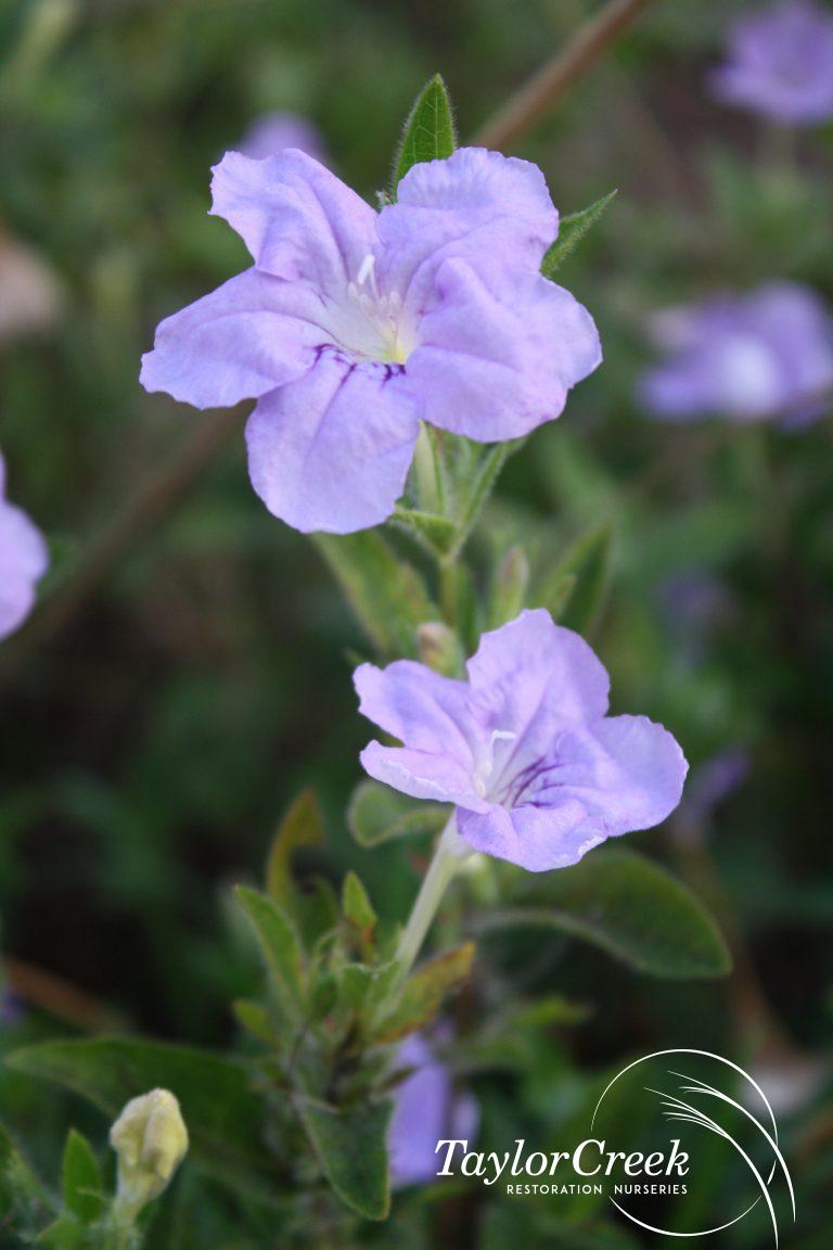 Wild petunia (Ruellia humilis) - Taylor Creek Restoration Nurseries