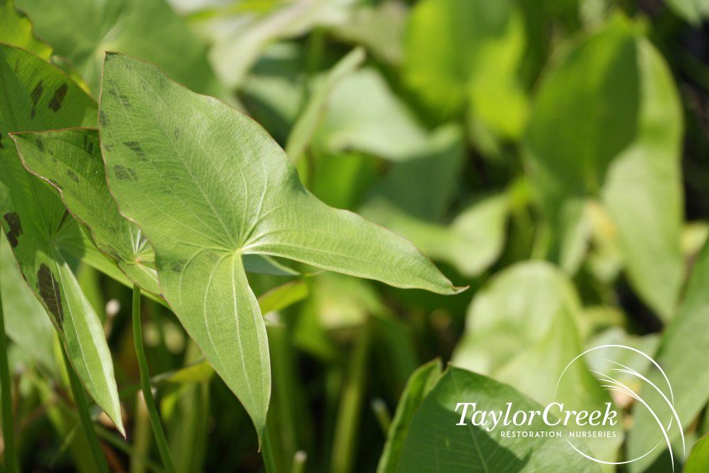 Arrowhead (Duck potato) (Sagittaria latifolia) - Taylor Creek ...