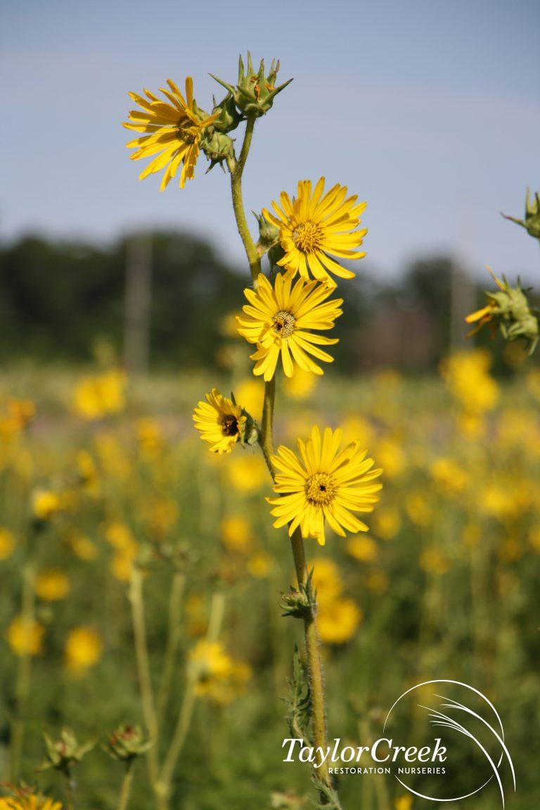 Compass plant (Silphium laciniatum) - Taylor Creek Restoration Nurseries