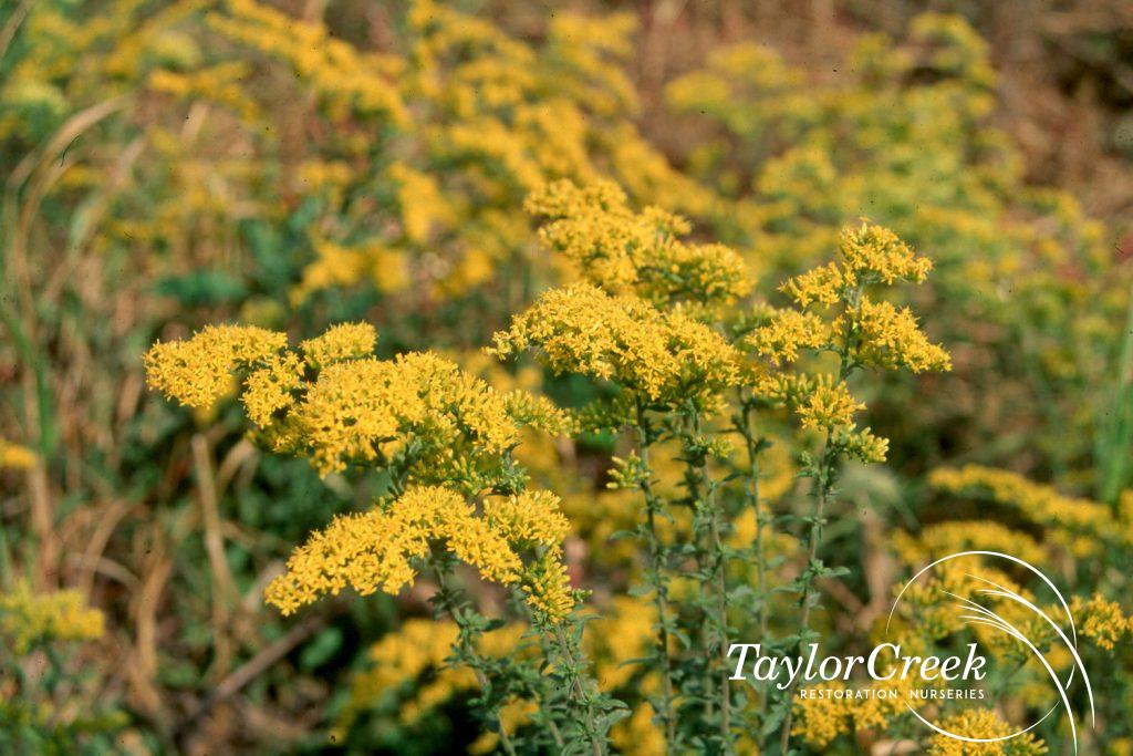 Old field goldenrod (Solidago nemoralis) - Taylor Creek Restoration ...