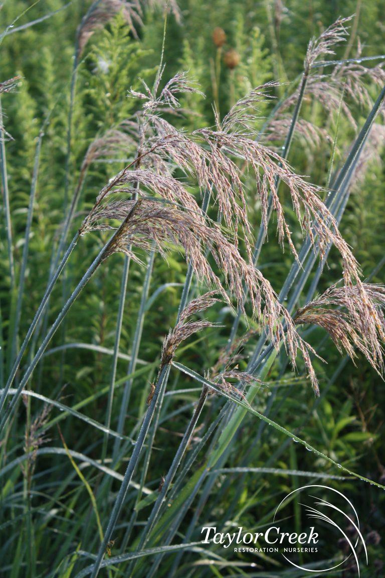 Indian grass (Sorghastrum nutans) - Taylor Creek Restoration Nurseries