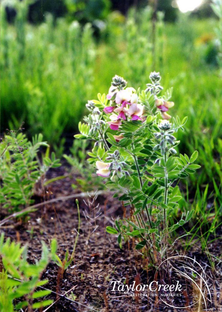 Goat's rue (Tephrosia virginiana) - Taylor Creek Restoration Nurseries