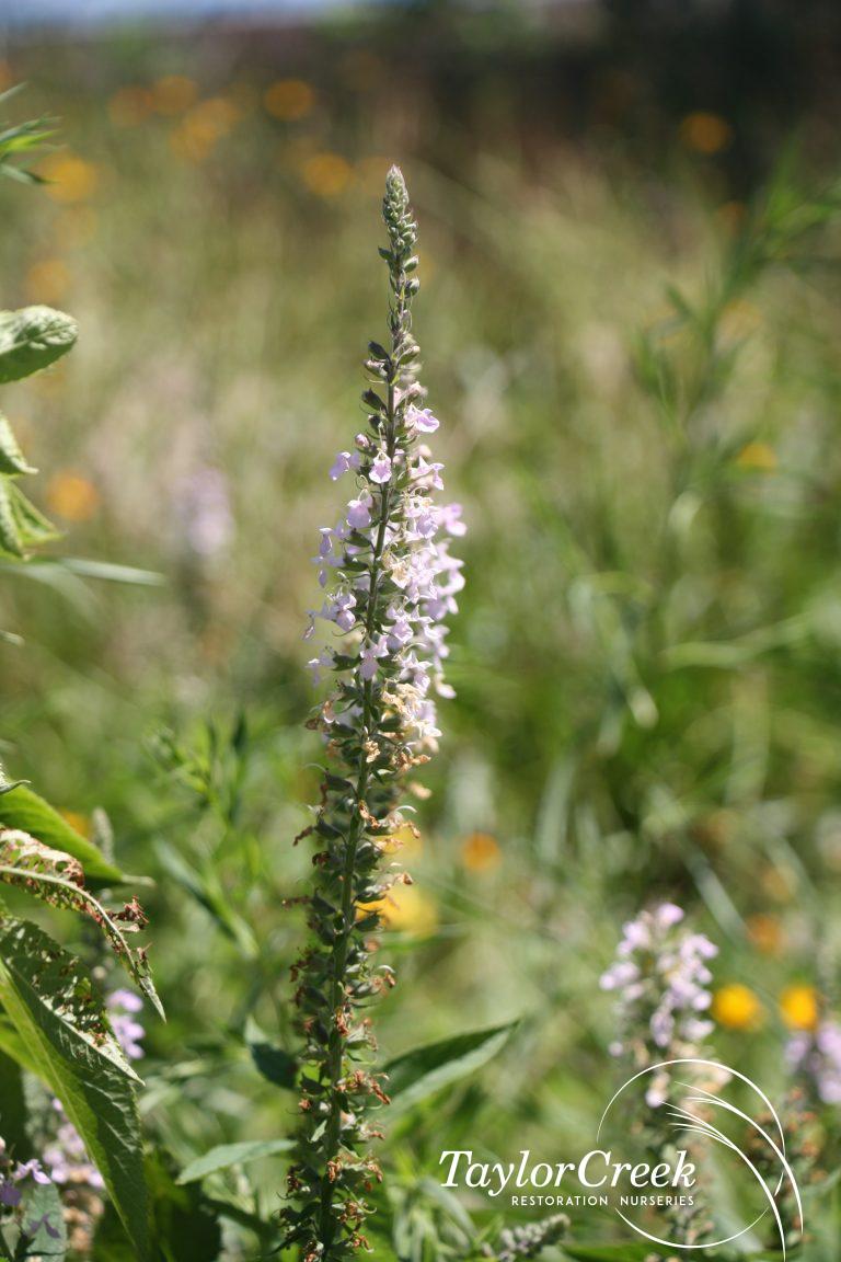 Germander (Teucrium canadense) - Taylor Creek Restoration Nurseries