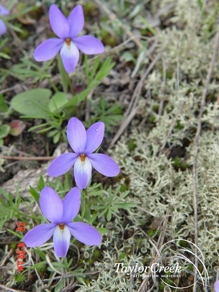 Bird's foot violet (Viola pedata) - Taylor Creek Restoration Nurseries