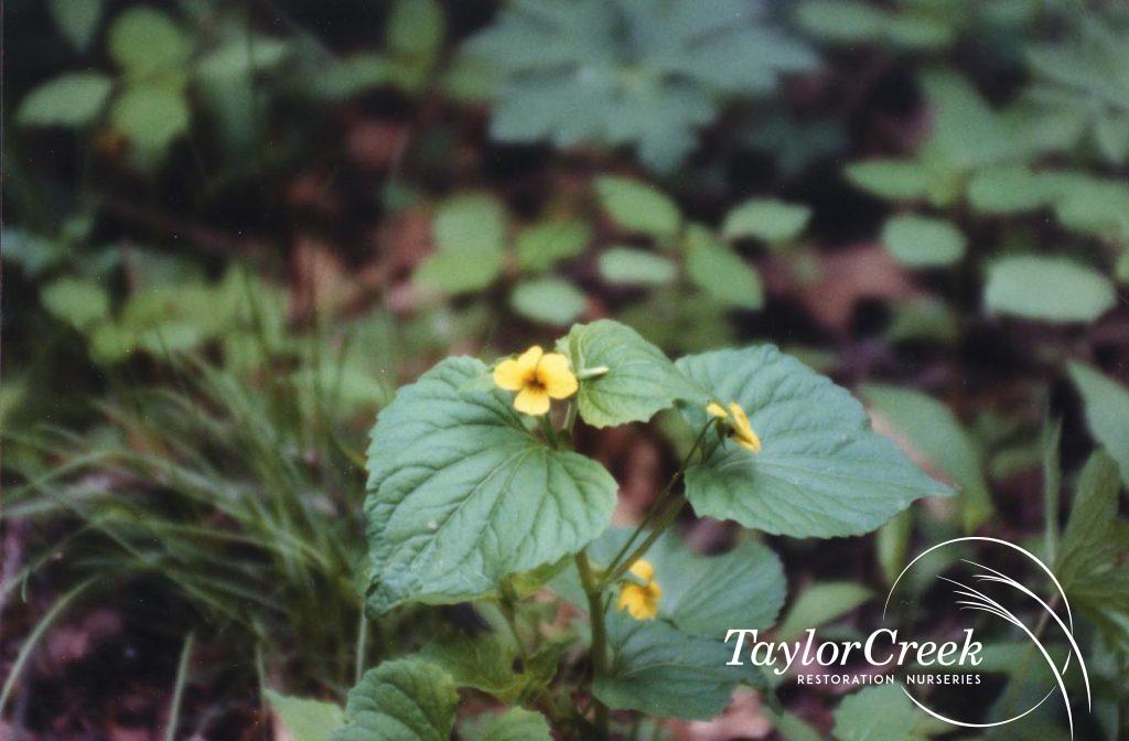 Downy yellow violet (Viola pubescens) - Taylor Creek Restoration Nurseries
